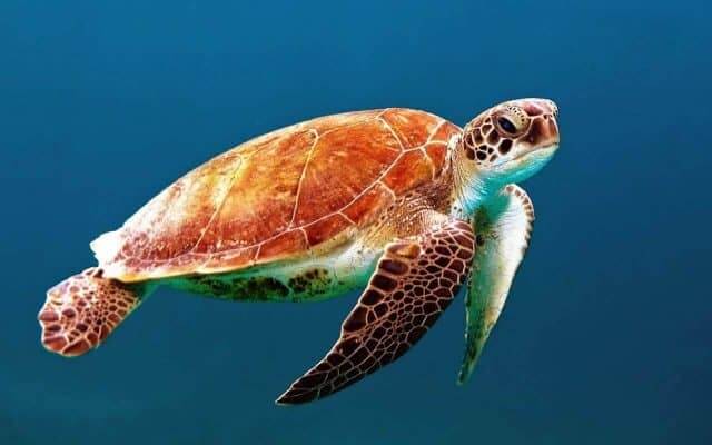 Tartaruga marinha: Tempo de vida, as 7 espécies e como vivem