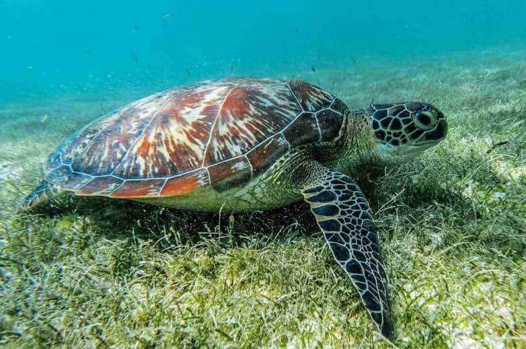 Tartaruga marinha: Tempo de vida, as 7 espécies e como vivem