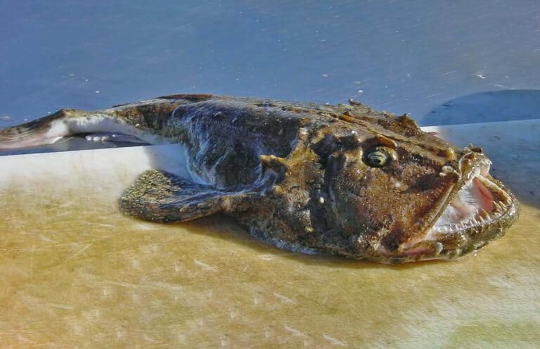 Peixe Tamboril: espécies, alimentação e suas características