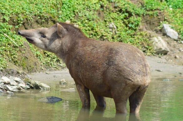 Anta: alimentação, características e porque é inteligente