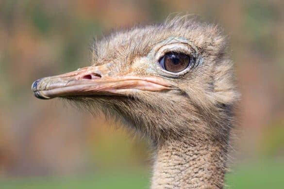 Ema: características, reprodução, alimentação e curiosidades