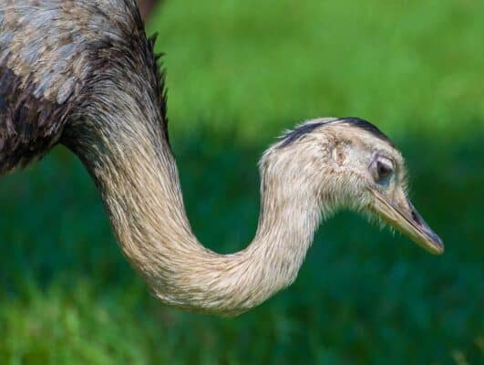 Ema: características, reprodução, alimentação e curiosidades