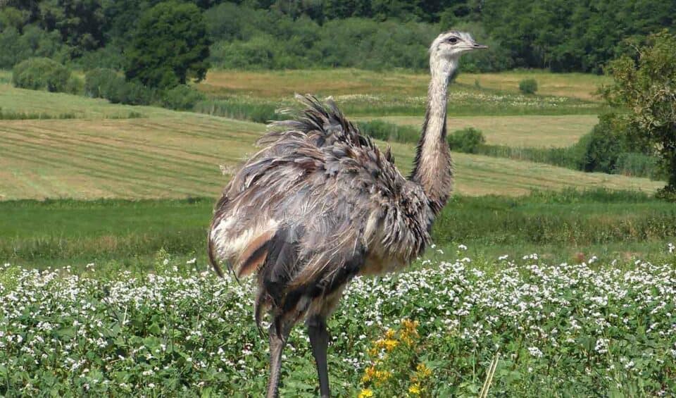 Ema: características, reprodução, alimentação e curiosidades