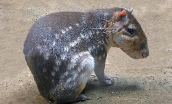 Paca: onde encontrar, seu tamanho, pode comer e como criar