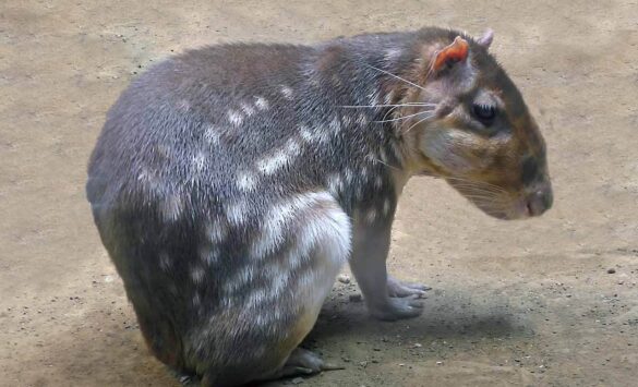 Paca: onde encontrar, seu tamanho, pode comer e como criar