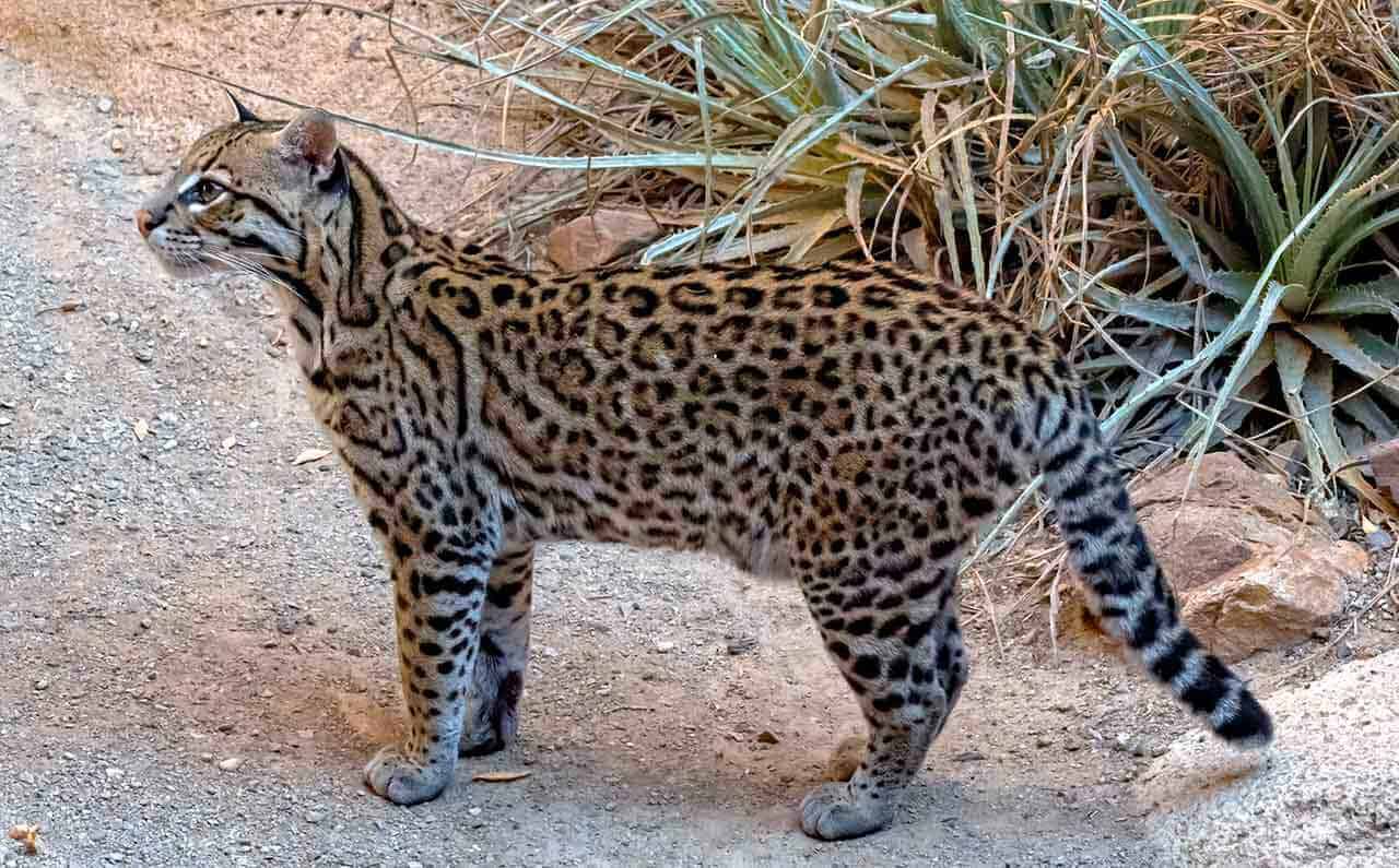 Paca: Onde Encontrar, Seu Tamanho, Pode Comer E Como Criar