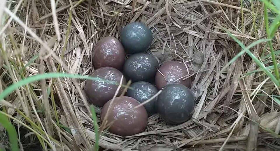 Perdiz: reprodução, o que come e se tem a ave no Brasil