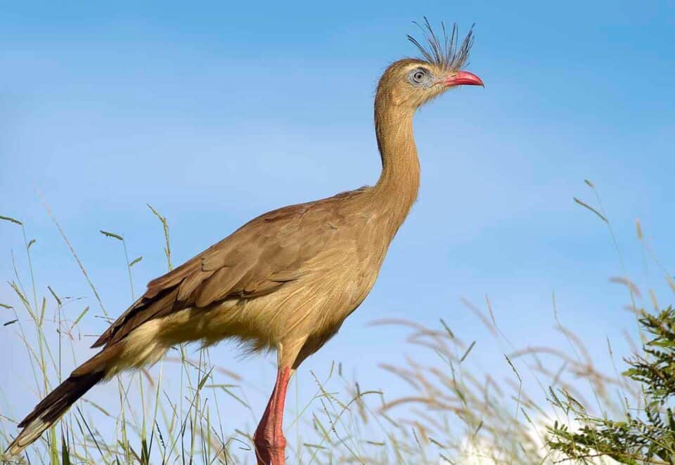 Seriema: o que come, características, habitat e reprodução