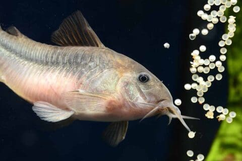 Peixe Matrinxã: Conheça tudo sobre essa espécie