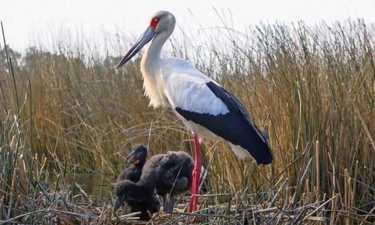 Maguari: o que come, onde vive, característica, curiosidades