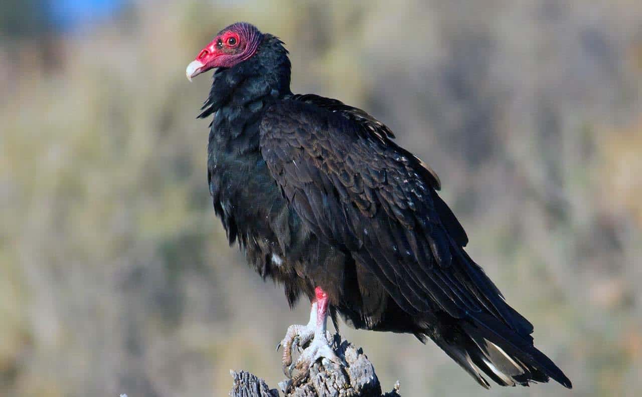 Tuiuiú - Jabiru Mycteria: Caraterísticas E Suas Curiosidades