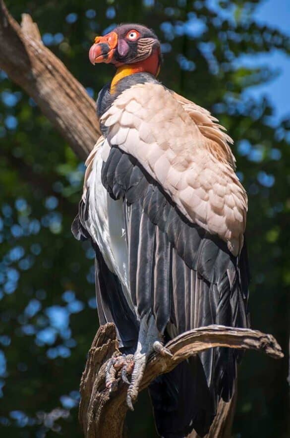 Urubu-rei: como nasce, como se alimenta, onde vive o animal