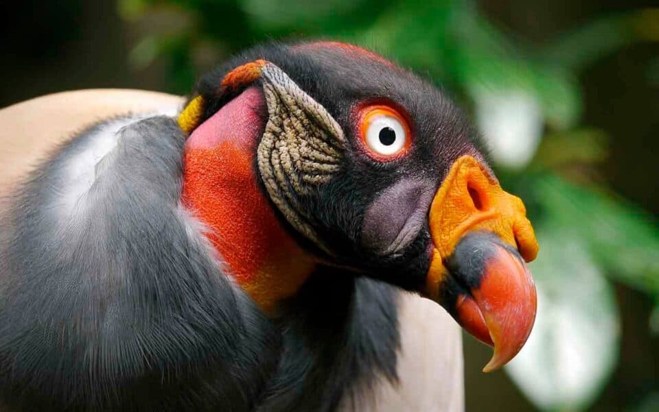 Urubu-rei: como nasce, como se alimenta, onde vive o animal