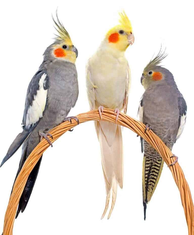 Calopsita: como criar em casa, o que come e as curiosidades