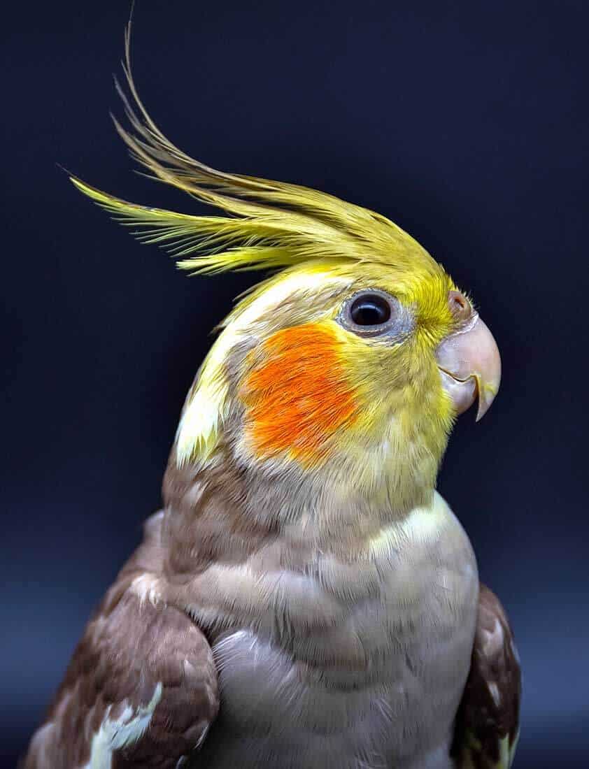 Calopsita: como criar em casa, o que come e as curiosidades