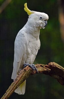 Cacatua: características, quantos anos vive e qual o preço?