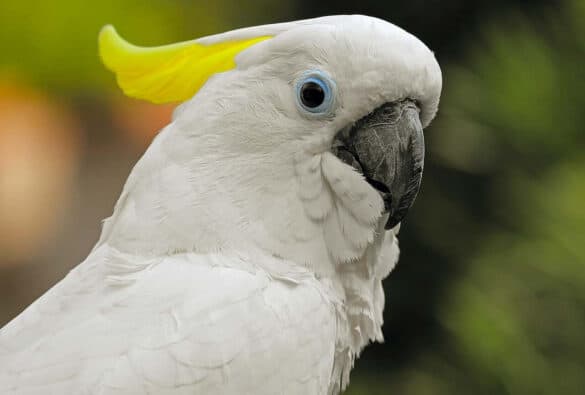 Cacatua: características, quantos anos vive e qual o preço?