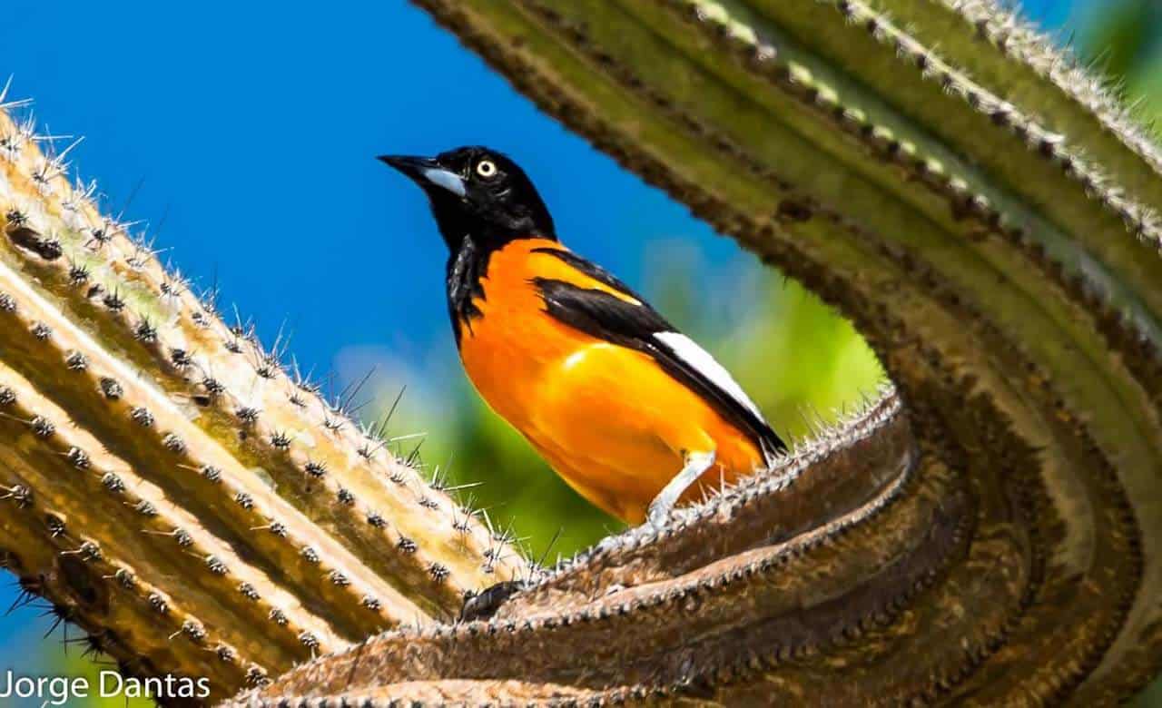 Perdiz: reprodução, o que come e se tem a ave no Brasil