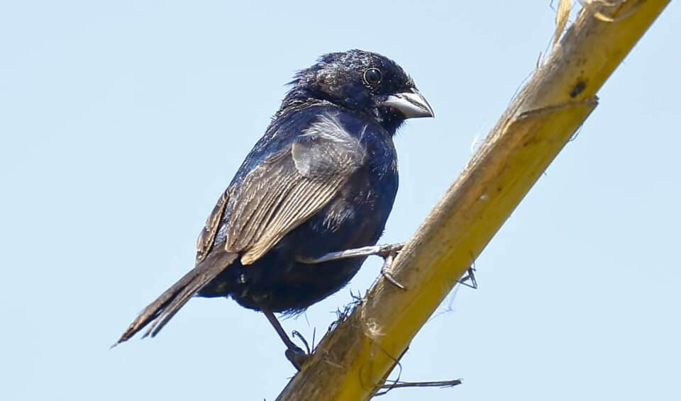 Tiziu: sua cor, onde faz o ninho, qual o nome verdadeiro