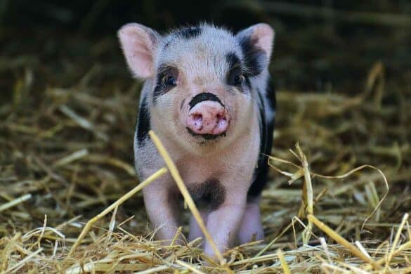 Urubu-rei: como nasce, como se alimenta, onde vive o animal