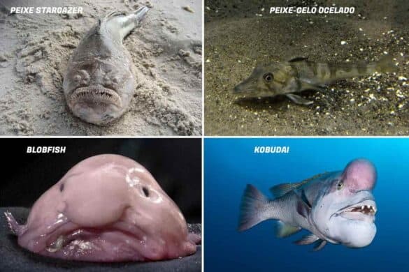 Peixe Apapá: característica, alimentação e sua reprodução