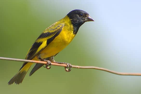 Perdiz: Reprodução, O Que Come E Se Tem A Ave No Brasil