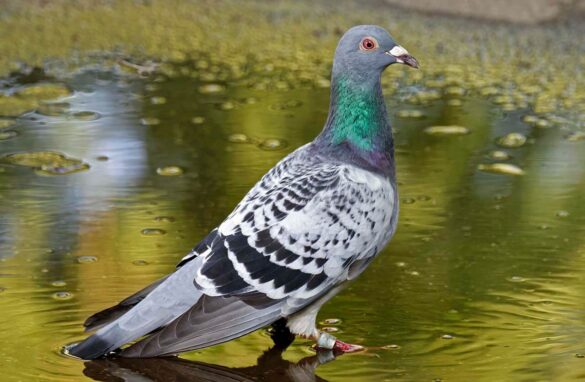 Pombo-doméstico: nome científico, habitat natural, origem