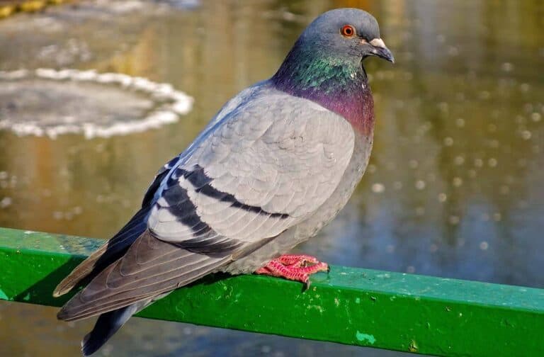 Pombo-doméstico: nome científico, habitat natural, origem