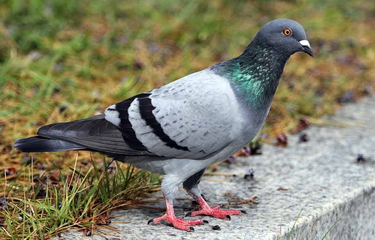 Pombo-doméstico: nome científico, habitat natural, origem