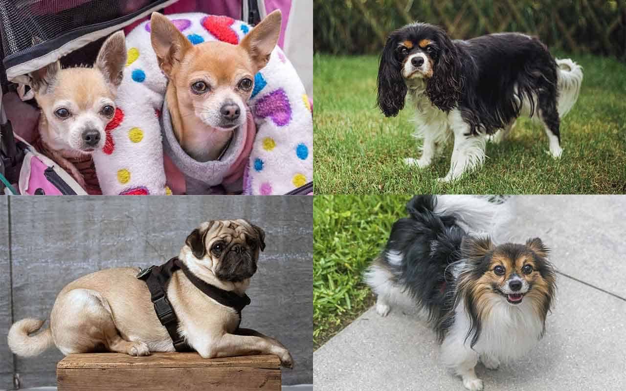 Cachorros Pequenos: conheça as raças mais populares e fofas