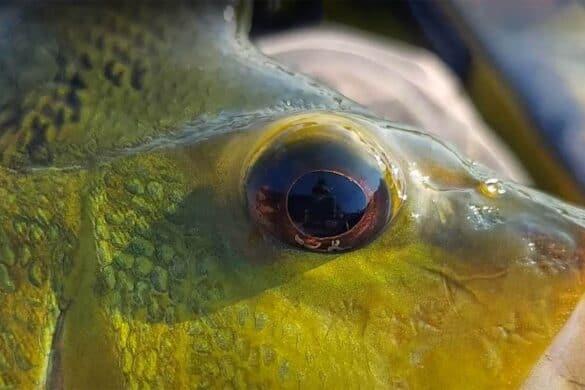 Peixe Xaréu: Conheça todas informações sobre essa espécie