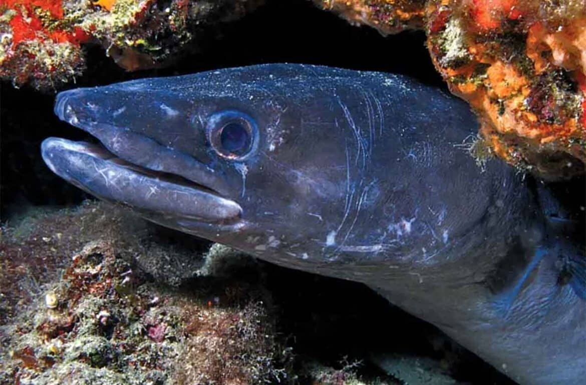 Peixe Congrio: características, reprodução e alimentação