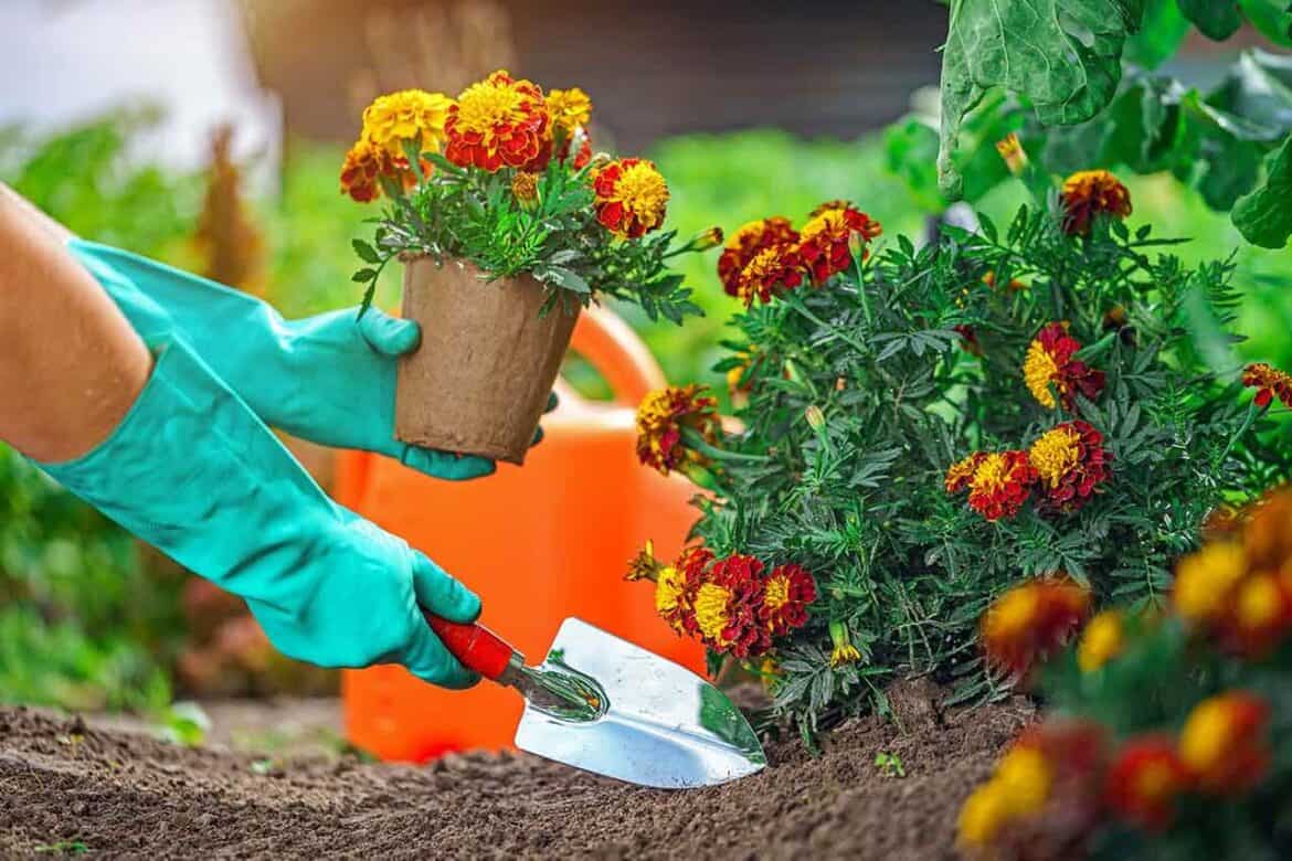 Jardinagem: o que é, o objetivo, como iniciar e dica de kit