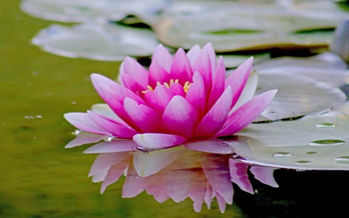 Flor de Lótus: O que significa, símbolo, poder e história