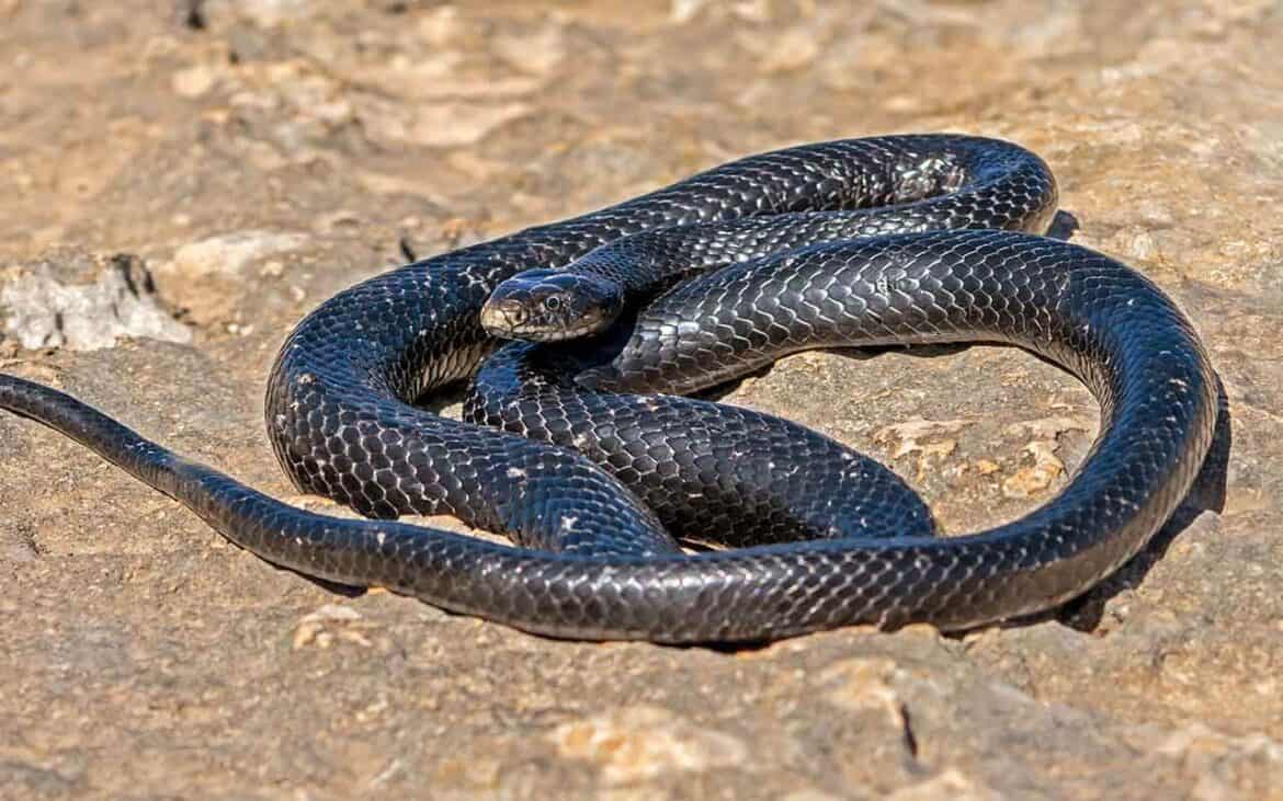 Sonhar com Cobra Preta: É bom ou ruim? Qual o significado?