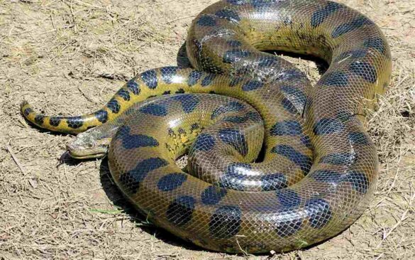 Sucuri: características, alimentação, reprodução e habitat