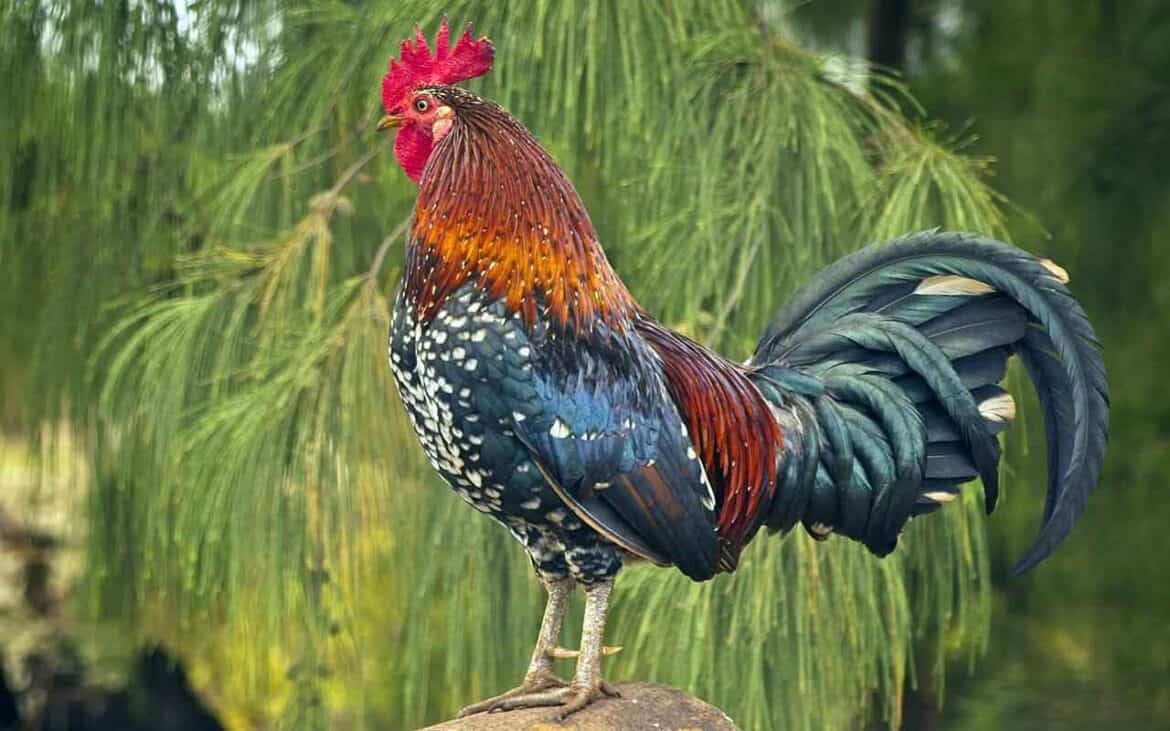 Sonhar com Galo: É bom ou ruim? Quais os significados?