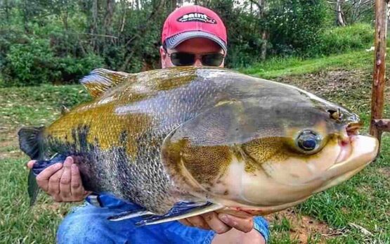 Tambaqui: conheça o peixe Amazônico que conquistou o Brasil