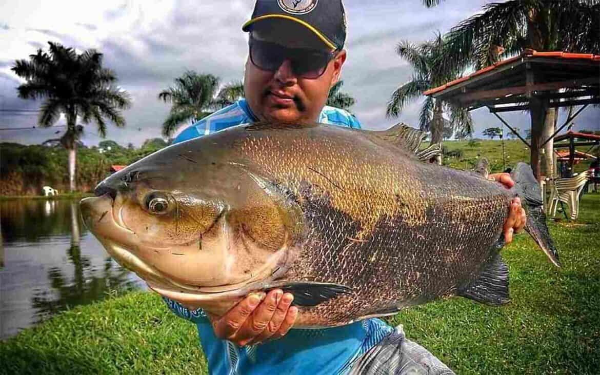 Tambaqui: conheça o peixe Amazônico que conquistou o Brasil