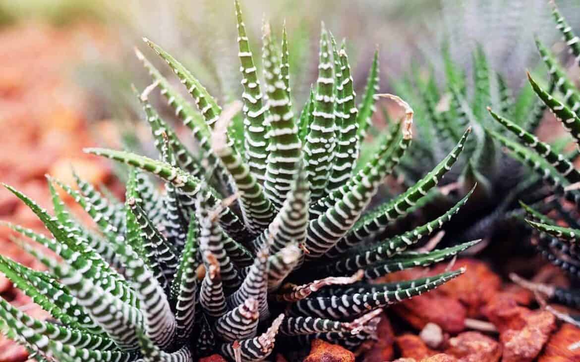 Planta-zebra: Guia de cultivo - Como cuidar da sua em casa